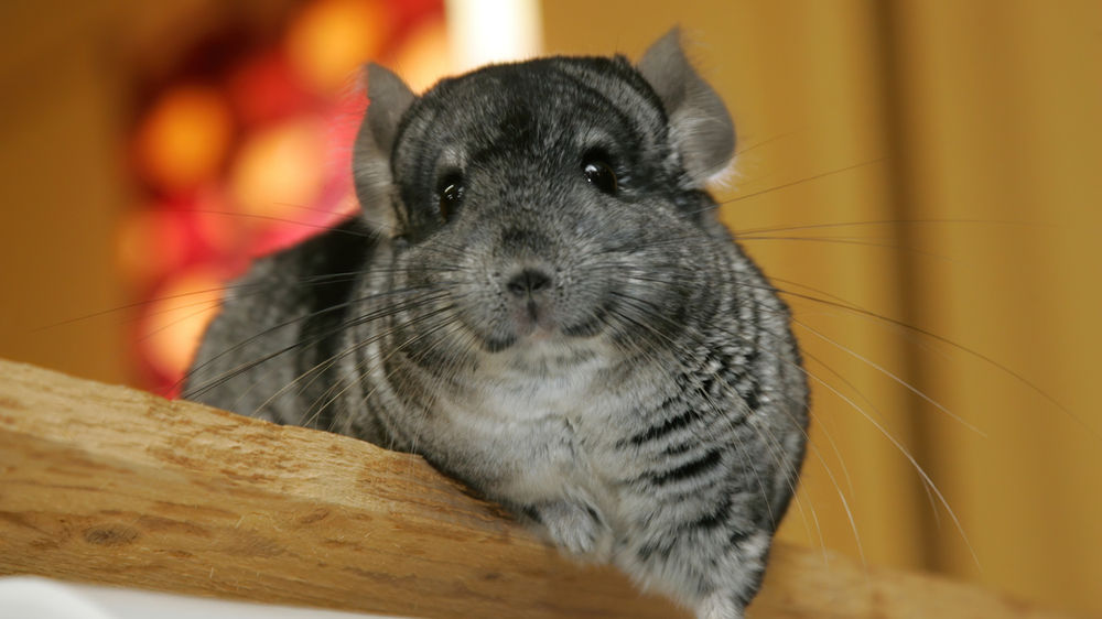 Do Chinchillas Get Sick Easily