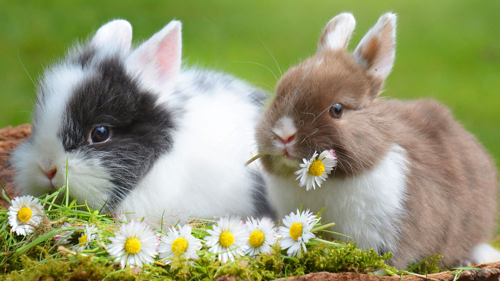 Cecal Dysbiosis in Rabbits: The Importance of Making Sure Your Rabbit's ...