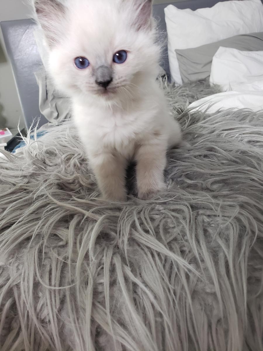 TICA Certified Ragdoll Cats Florida