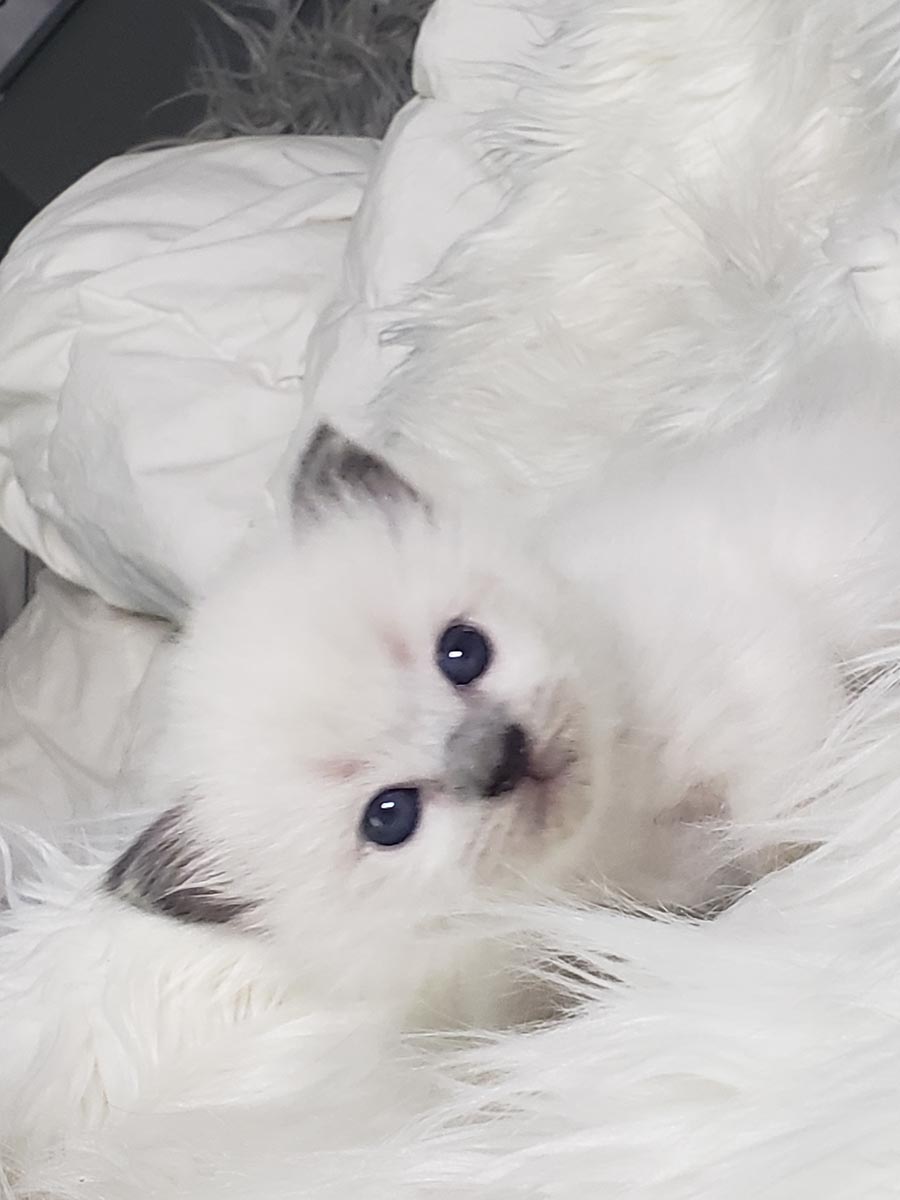 TICA Certified Ragdoll Cats Florida