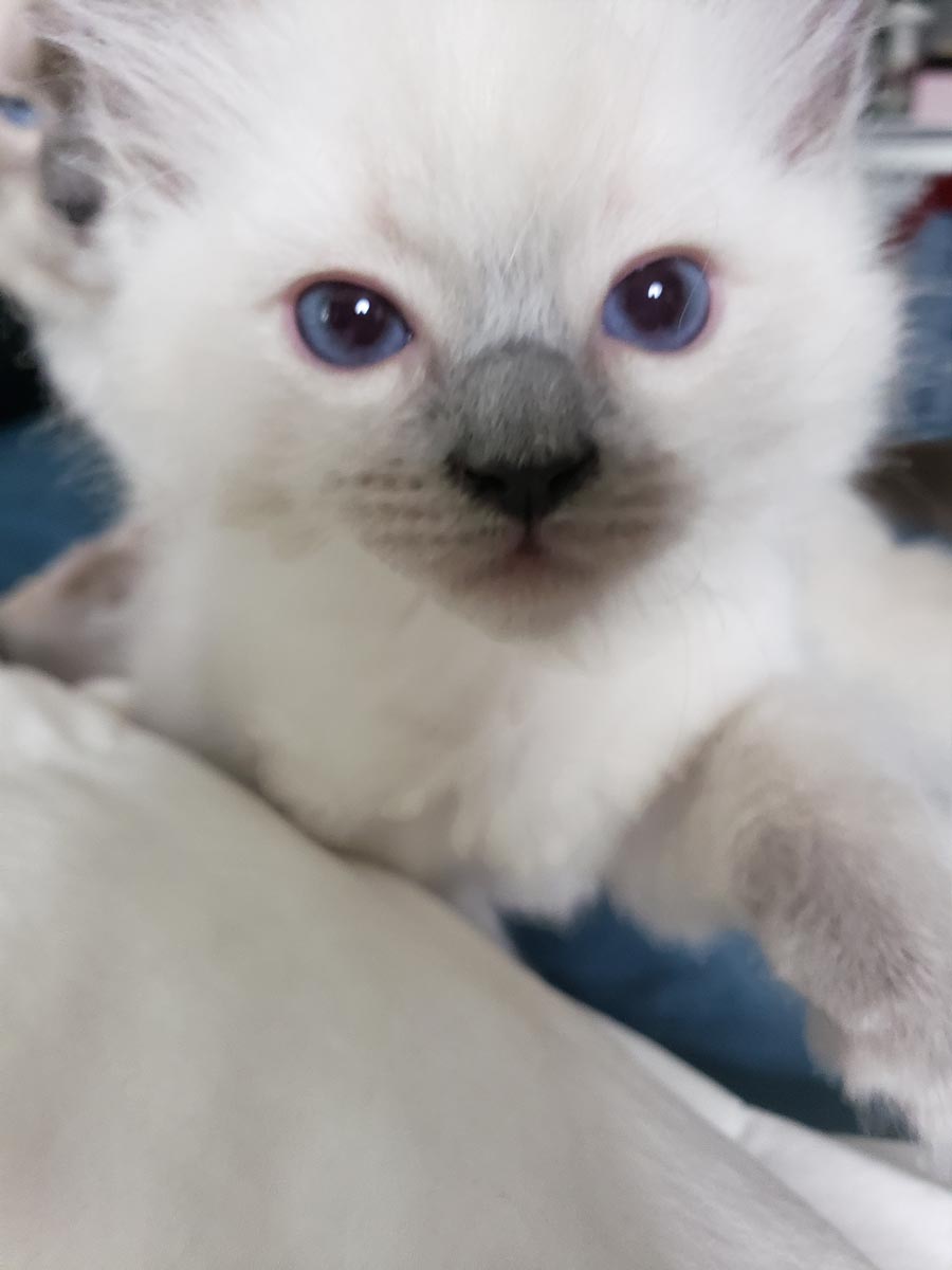 TICA Certified Ragdoll Cats Florida