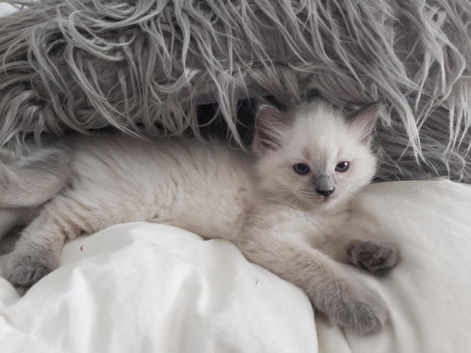 TICA Certified Ragdoll Cats Florida