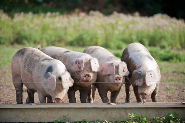 The Real Pig Company - For Rare Breed Free Range Pork