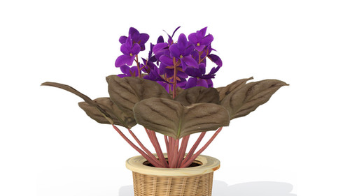 SPECIES : African Violet - Saintpaulia ionantha | Xfrog