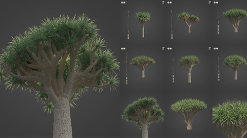 XFROG AFRICA : Dracaena draco - Dragon Tree | Xfrog