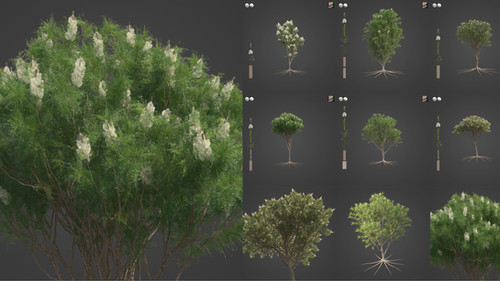 XFROG OCEANIA : Melaleuca alternifolia - Tea Tree | Xfrog