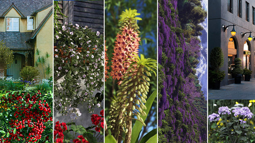 VOLUME 2 : 1,600 PLANTS | Xfrog