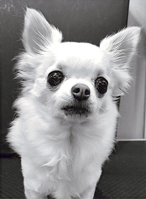 Dog Groomer | Silhouette Grooming & Pet Supplies | Upwey