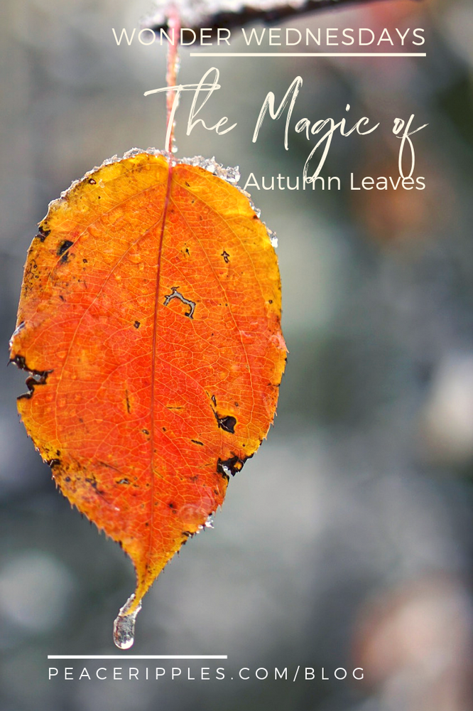 Autumn Leaves Magic
