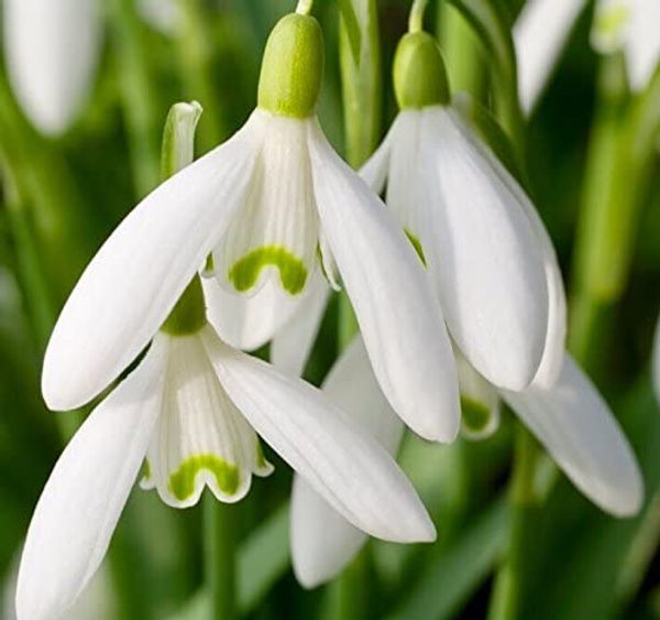 Song of the Snowdrop Fairy