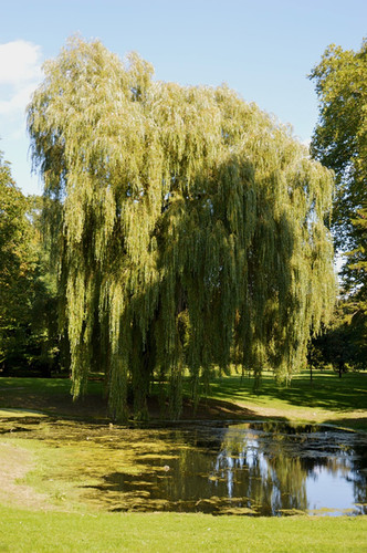 Willow, Weeping | Franklin Co. NRCD