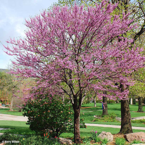 Redbud, Eastern | Franklin Co. NRCD