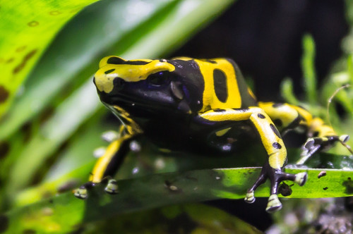 Bumblebee Dart Frog tadpole | pholium uk
