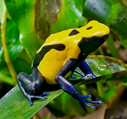 Dendrobates Tinctorius ‘Citronella’ Dart Frog tadpole | pholium uk