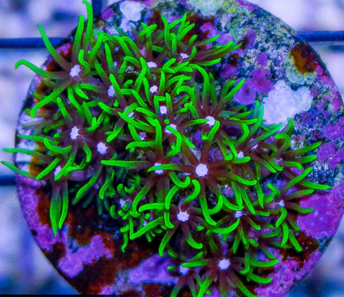 Super Green Star Polyp coral | pholium uk