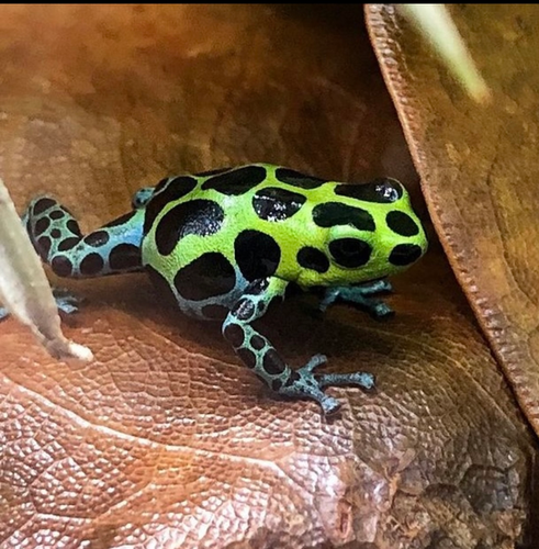 Ranitomeya Variabilis ‘southern’ Dart Frog tadpole | pholium uk