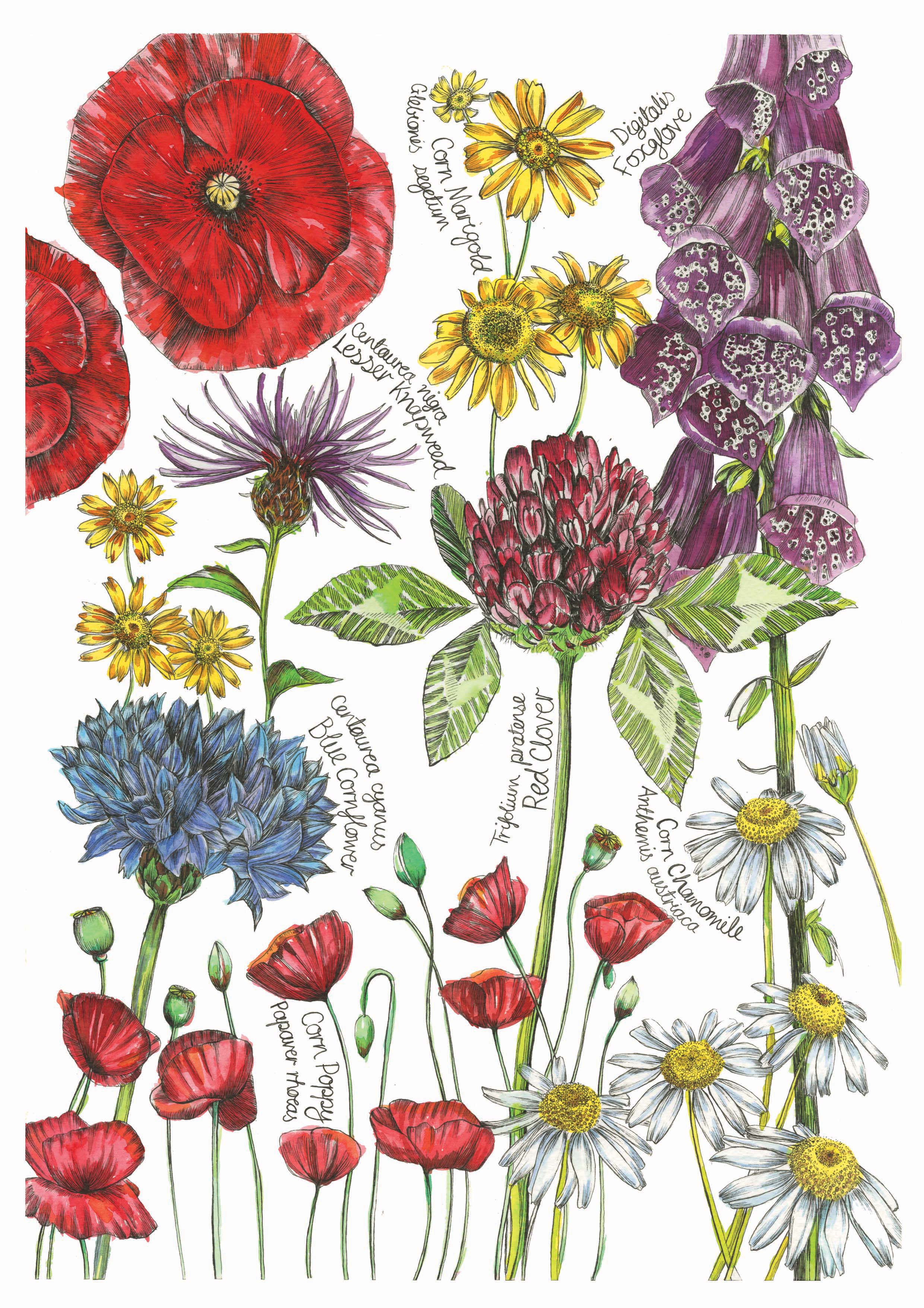 Sophie Cunningham Illustrator