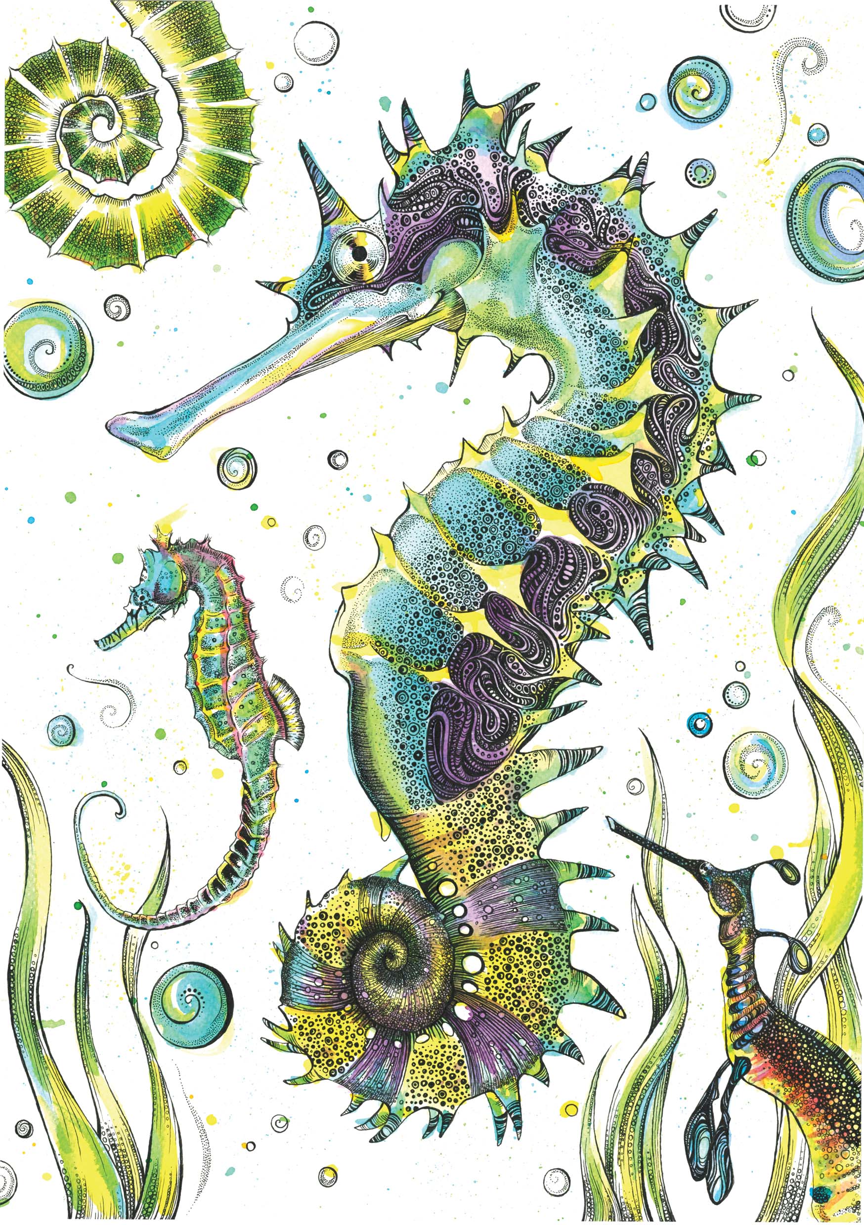 Sophie Cunningham Illustrator