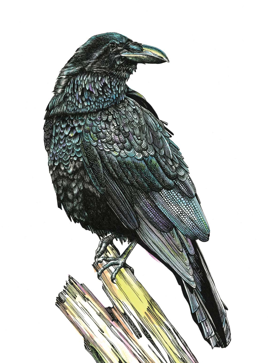 Sophie Cunningham Illustrator