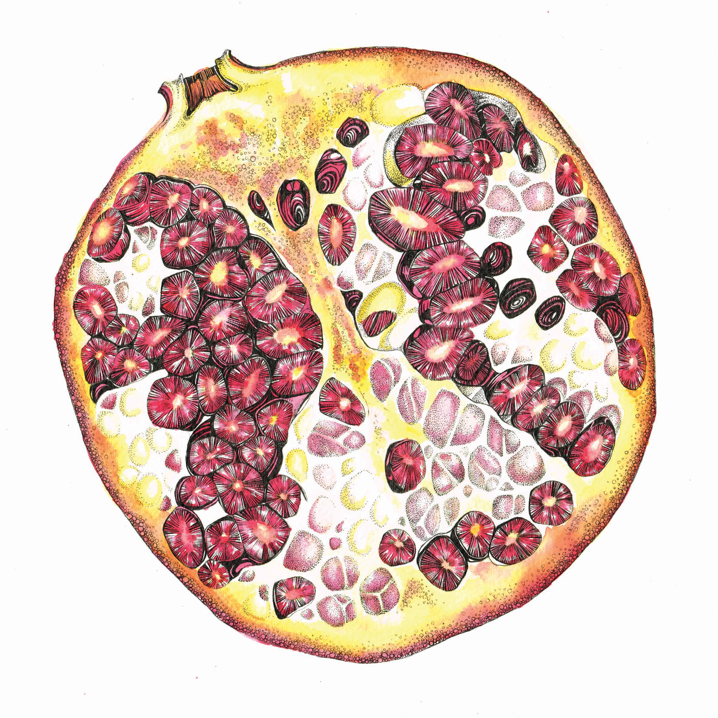 Sophie Cunningham Illustrator