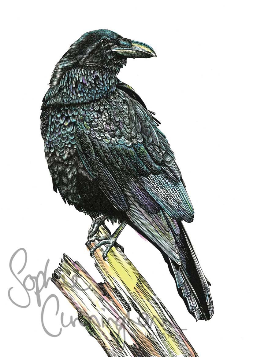 Raven Original Art A3 | sophiecillustration