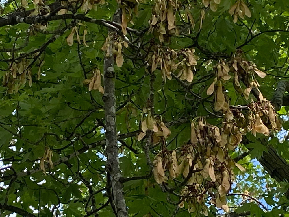 Abundant Maple Whirlybirds Mean 2020 is Mast Year