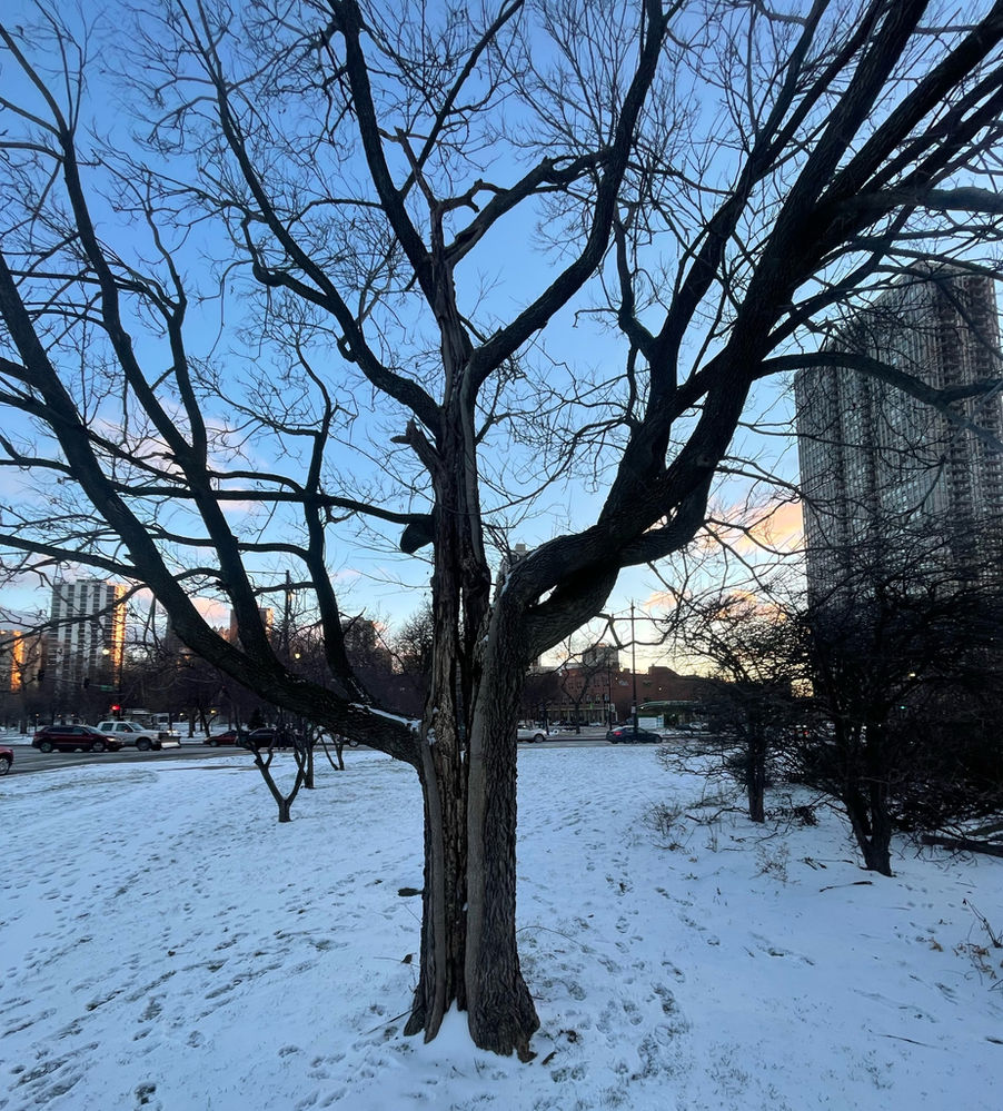 Retrenchment Pruning Can Extend the Life of Mature Trees