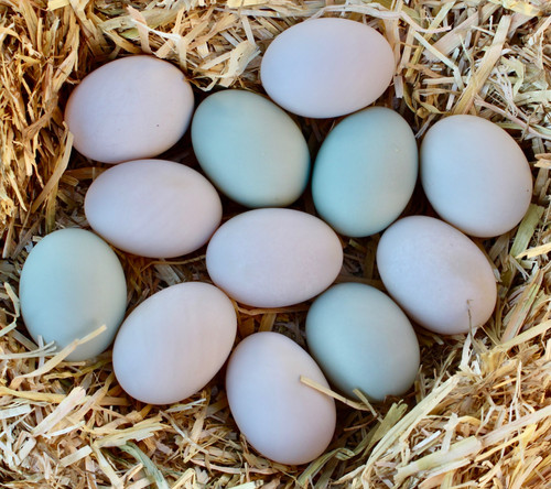 12 Farm-Fresh Duck Eggs | Paloma Family Farms