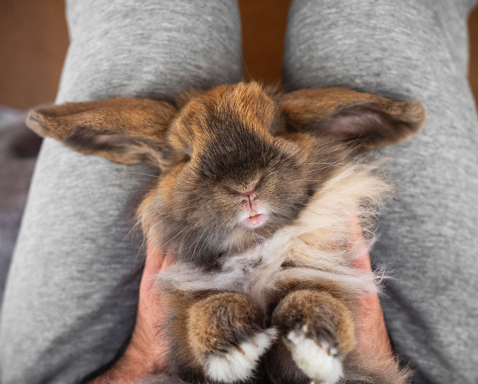 Bunny Breeds in Singapore: A World of Fluff and Variety