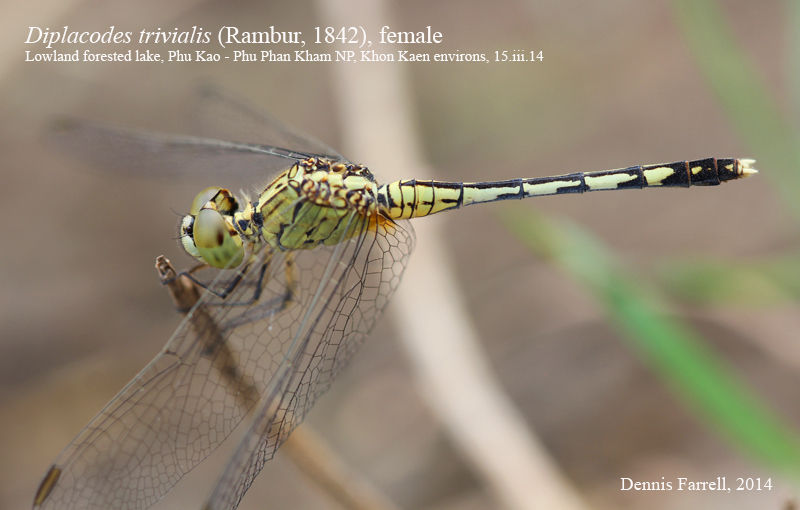 Dragonflies (Libellulidae) | livingthailand