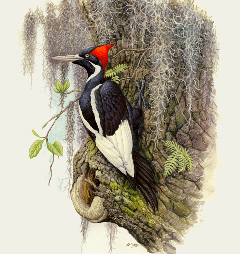Michael DiGiorgio Nature Art