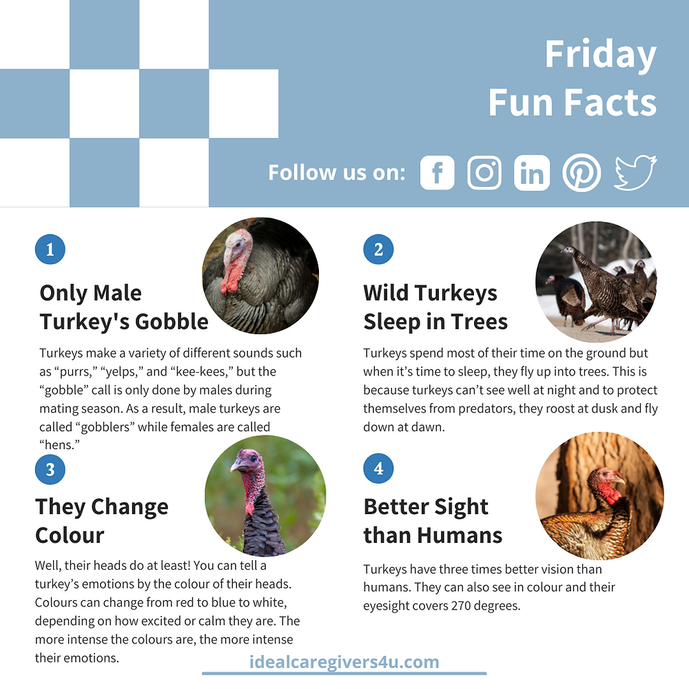 Fun Facts: Turkeys