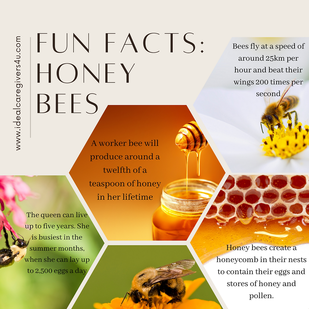 Fun Facts Honey Bees fun-facts-honey-bees