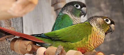 perroquetsrio, eleveur de perroquets, rioparrots