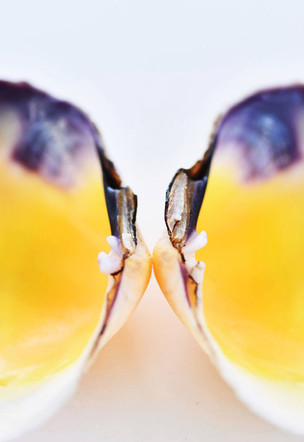 GALLERY | World of Seashells