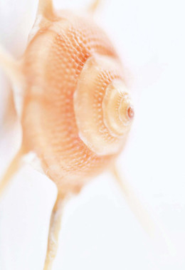 GALLERY | World of Seashells