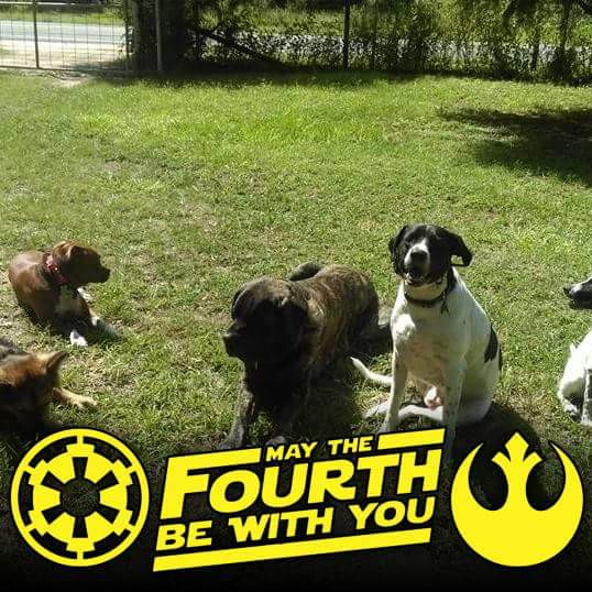 Modern Dog Training | Holstein's Well Behaved Buddies | United States