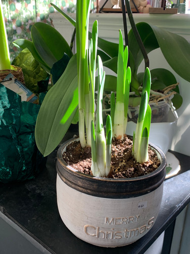 Potted Paperwhite Bulbs | The Garden