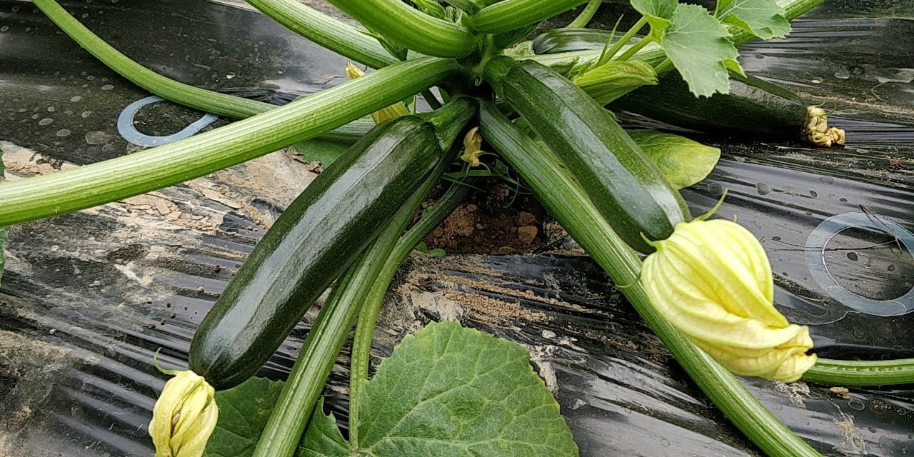 COURGETTE VERTE LONGUE