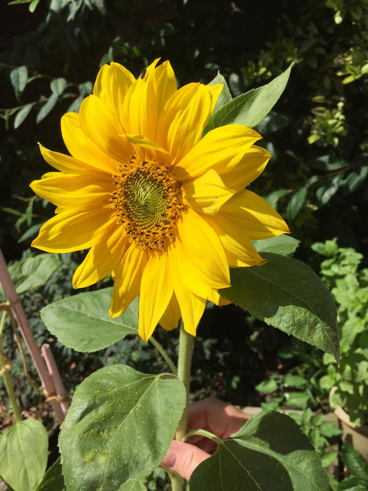 10 Best Sunflower Activities