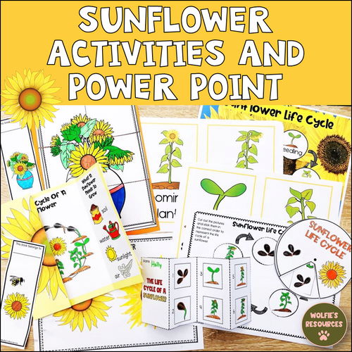 Sunflowers Activities Crafts And Power Point KS1 | Wolfies Resources