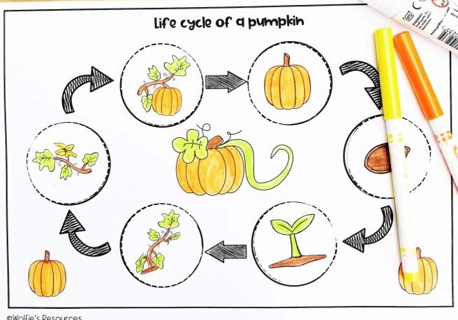 Free Pumpkin Lifecycle