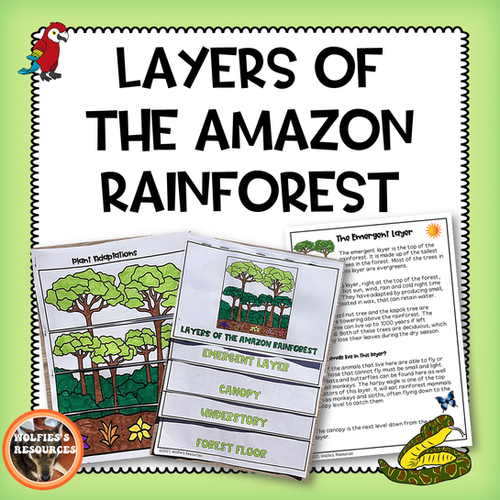 Amazon Rainforest Layers | Wolfies Resources