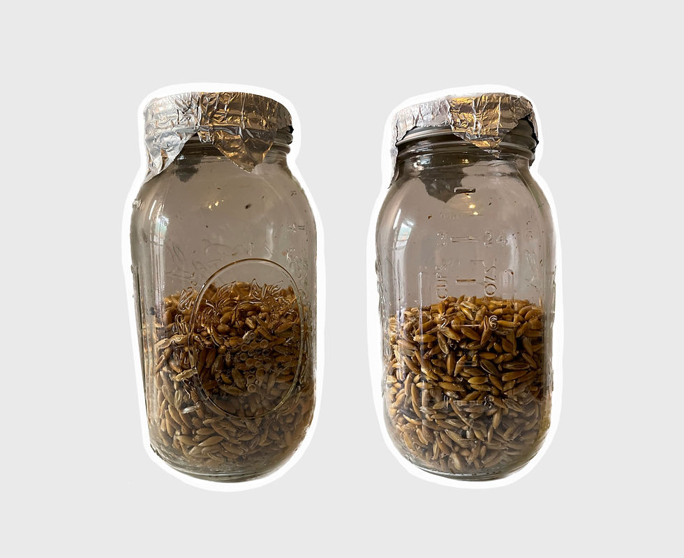 Make Grain Spawn Jars at Claire Grissom blog