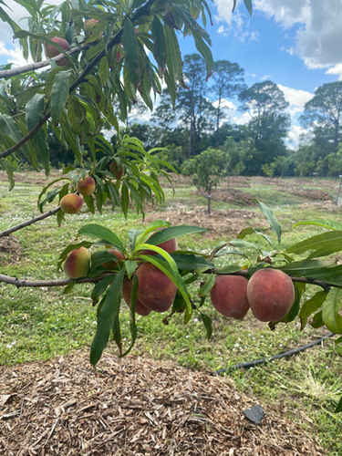 Florida Peaches | Grasso Family Farms