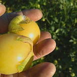 Tomatillo | sandhill