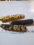 Corn | sandhill