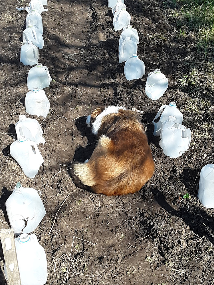 One way to get a jump on Spring