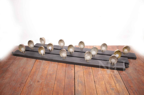 Shell stage lights | Northern Prop Hire