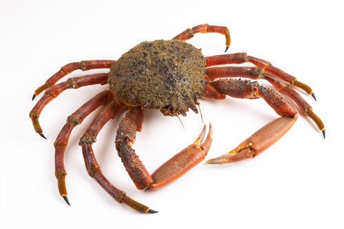 Live Irish Spider Crab | The Shellfish Co Ltd